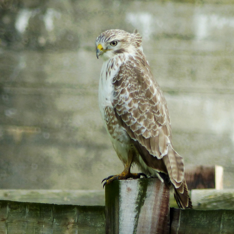 Bussard | Krafttierlexikon | Krafttier Bussard Bedeutung