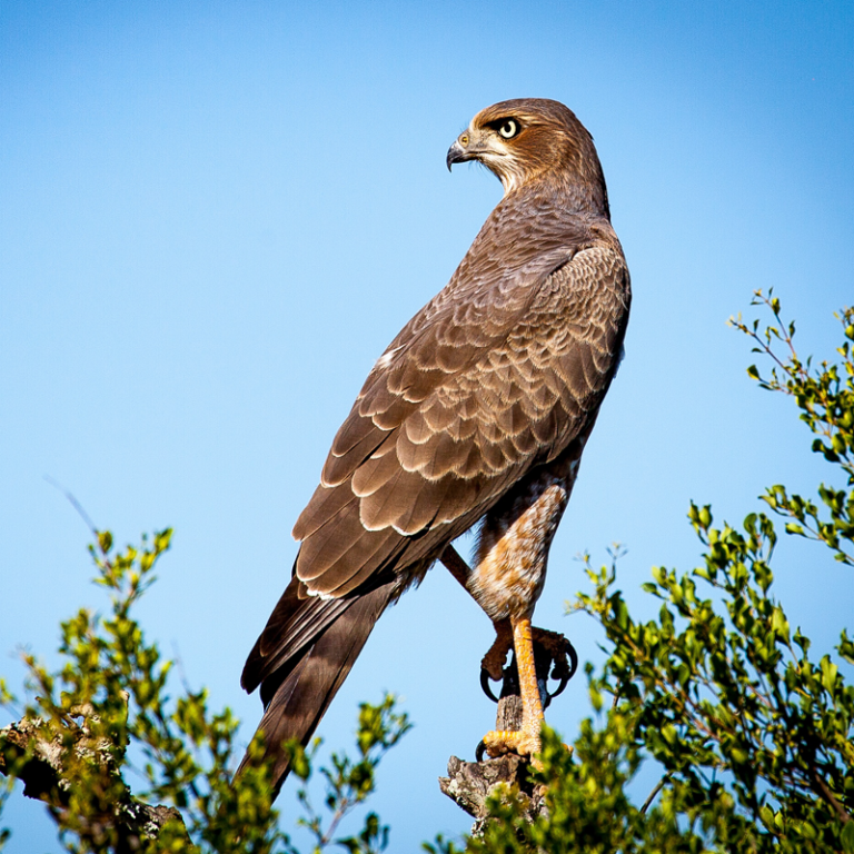 Falke | Krafttierlexikon | Krafttier Falke Bedeutung