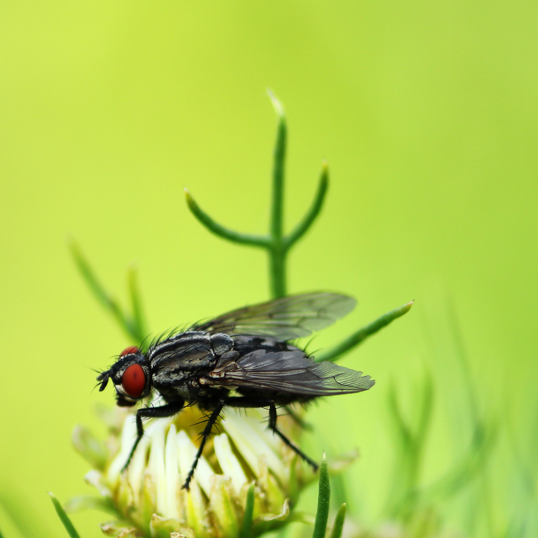 Fliege | Krafttierlexikon | Krafttier Fliege Bedeutung