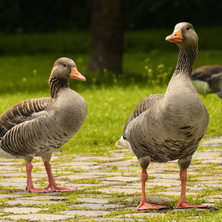 Gans | Krafttierlexikon | Krafttier Gans Bedeutung
