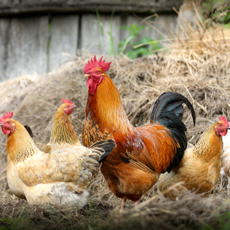 Huhn | Krafttierlexikon | Krafttier Huhn Bedeutung