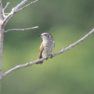 Kuckuck | Krafttierlexikon | Krafttier Kuckuck Bedeutung