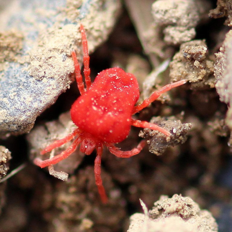 Milbe | Krafttierlexikon | Krafttier Milbe Bedeutung