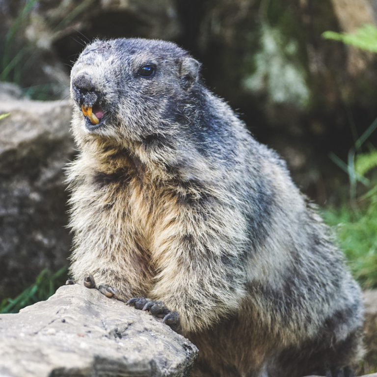 Murmeltier | Krafttierlexikon | Krafttier Murmeltier Bedeutung