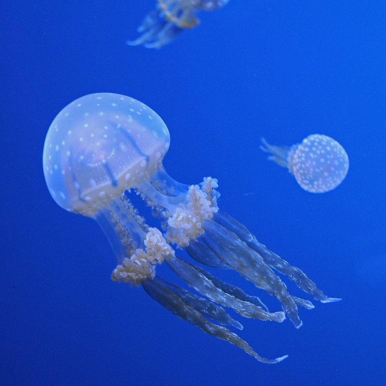 Qualle | Krafttierlexikon | Krafttier Qualle Bedeutung