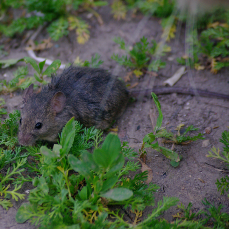 Ratte | Krafttierlexikon | Krafttier Ratte Bedeutung