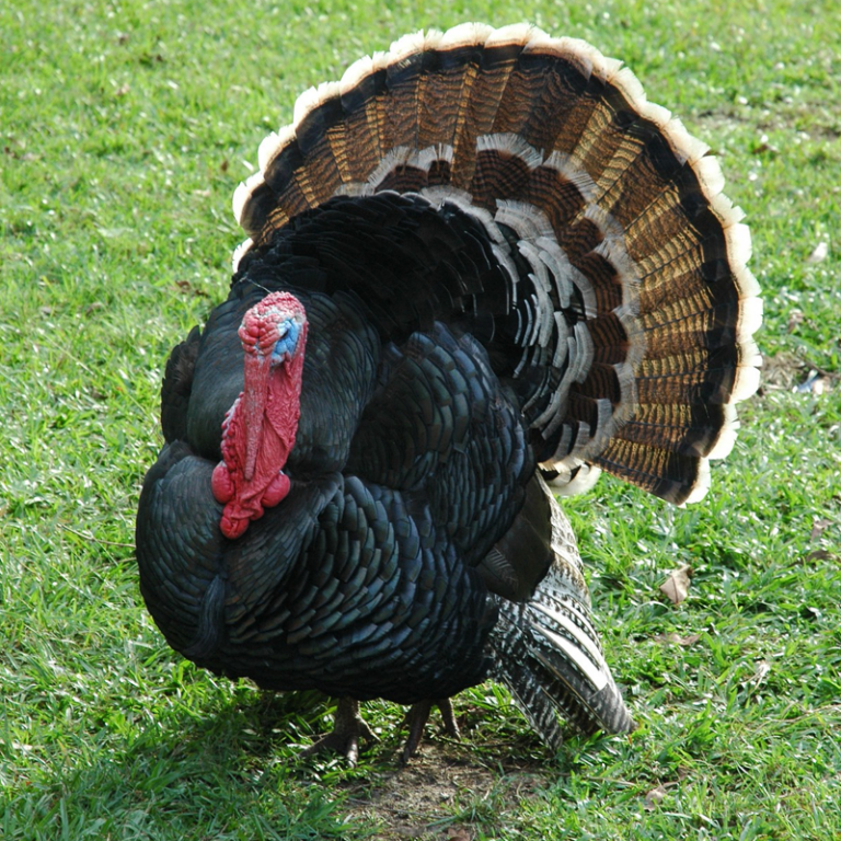 Truthahn | Krafttierlexikon | Krafttier Truthahn Bedeutung