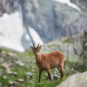 Ziege | Krafttierlexikon | Krafttier Ziege Bedeutung