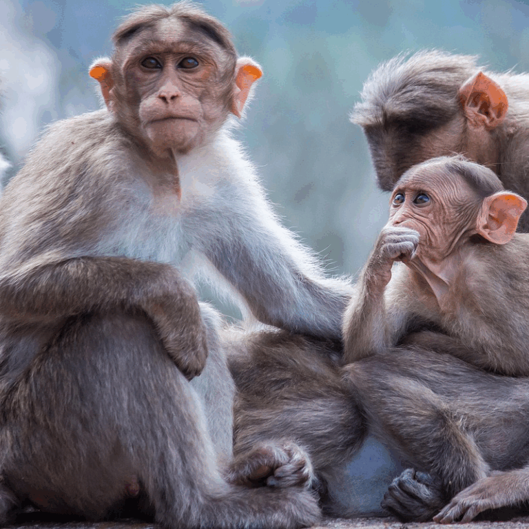 Affe | Krafttierlexikon | Krafttier Affe Bedeutung